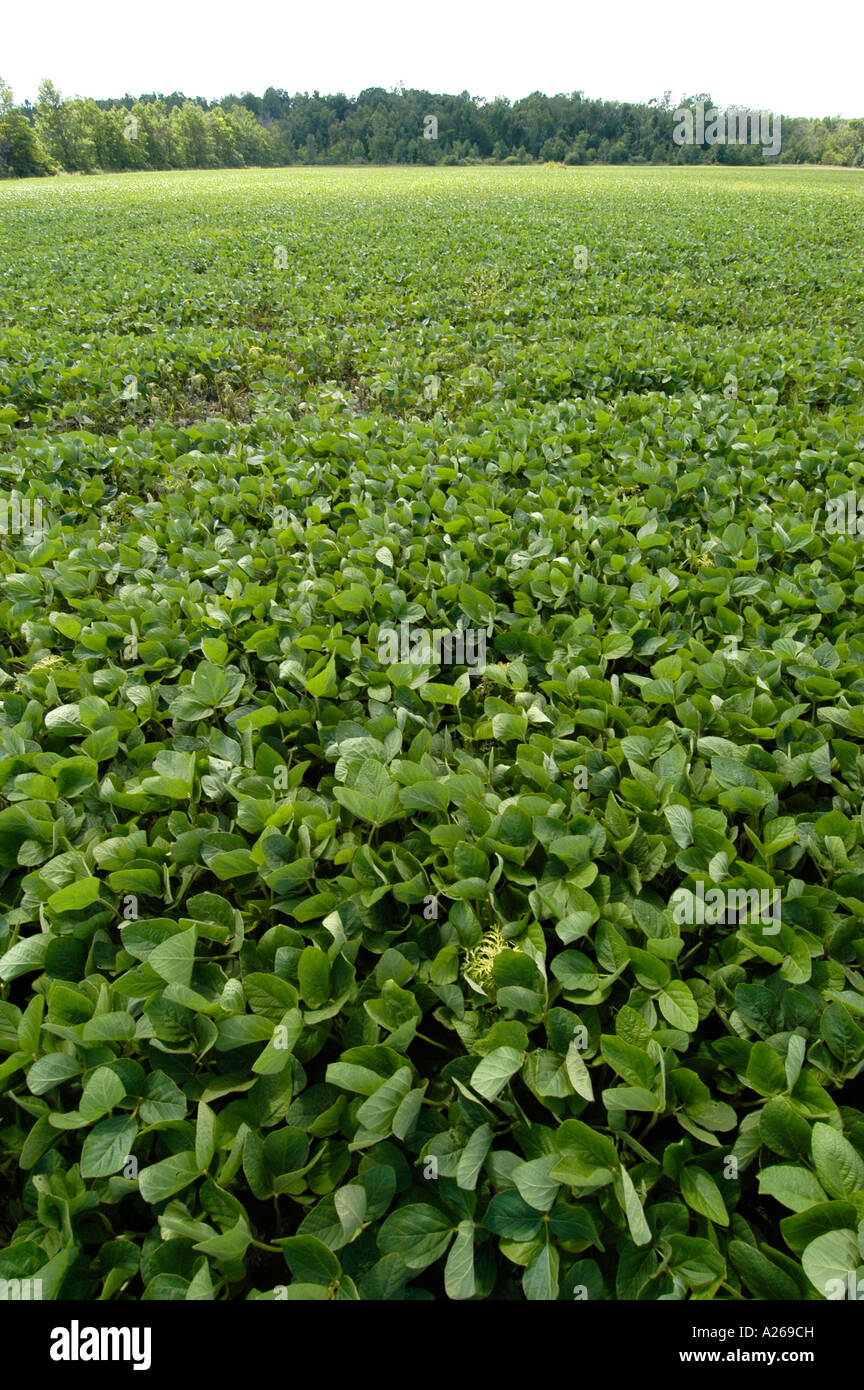 Field of soybean Farm products and crops near Rochester Minnesota MN ...