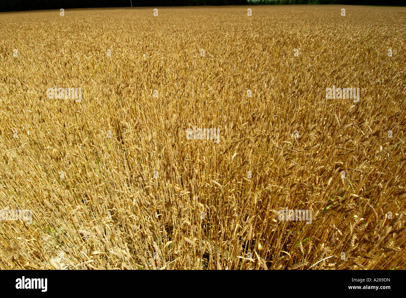Wheat field Farm products and crops near Rochester Minnesota MN Stock ...