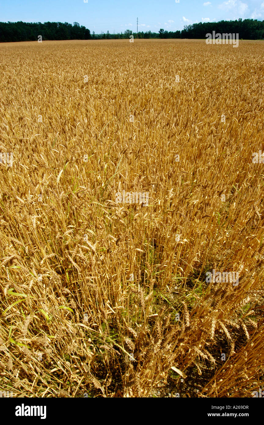 Harvest min hi-res stock photography and images - Alamy
