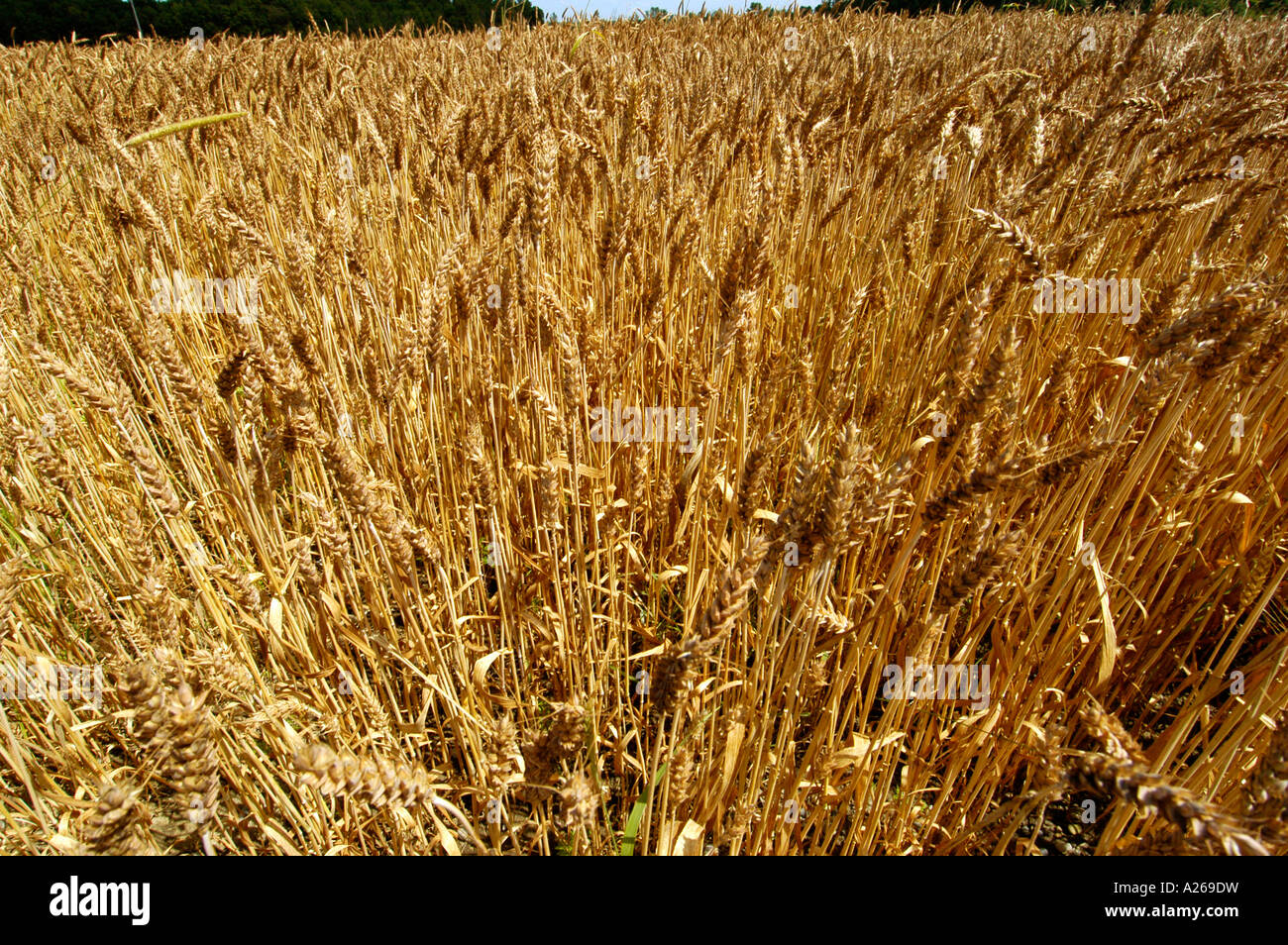 Wheat field Farm products and crops near Rochester Minnesota MN Stock ...