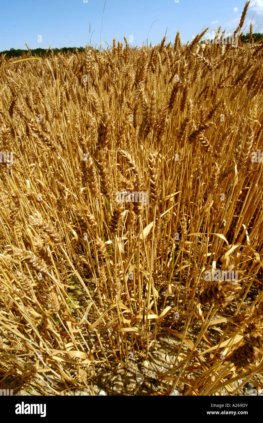 Harvest min hi-res stock photography and images - Alamy