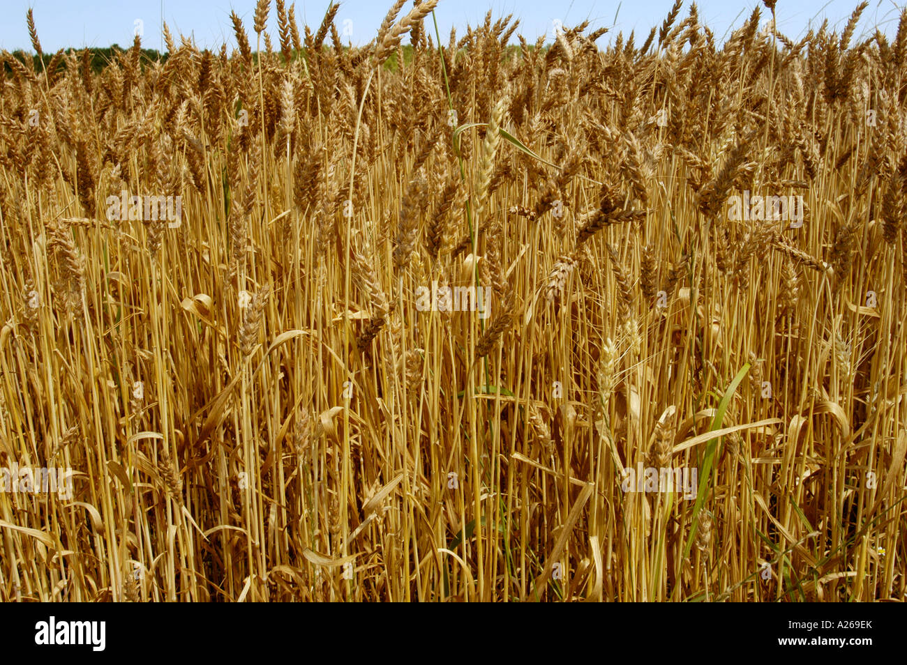 Wheat field Farm products and crops near Rochester Minnesota MN Stock ...