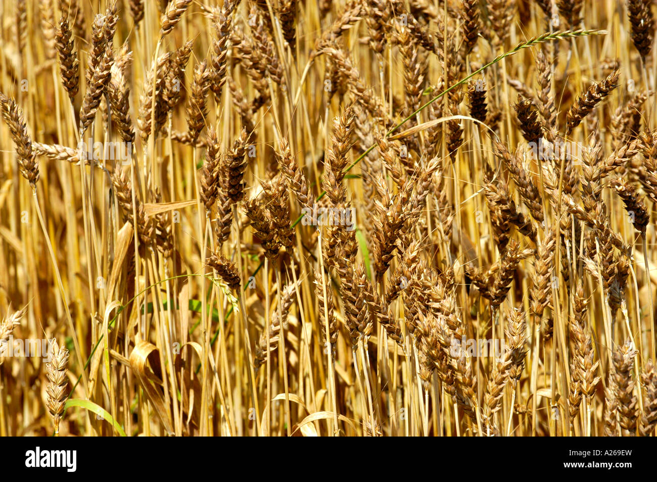Wheat field Farm products and crops near Rochester Minnesota MN Stock ...