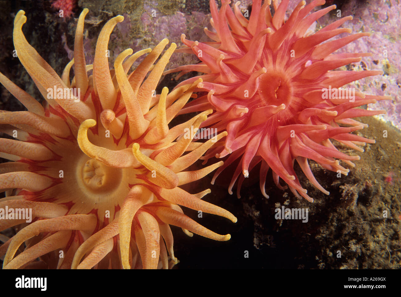 Northern Red Anemone underwater in the St. Lawrence Estuary in Canada ...