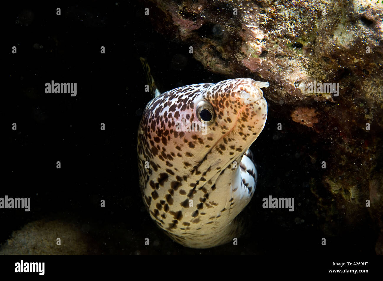 Spotted moray eel underwater at Bonaire Island in the Caribbean Stock ...
