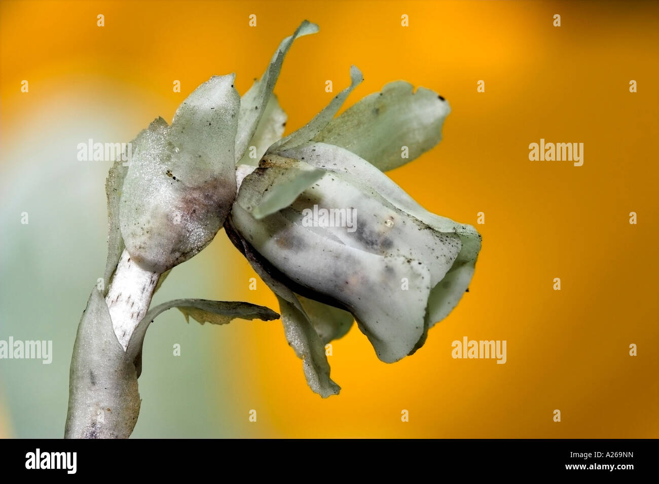 Albino flower hi-res stock photography and images - Alamy