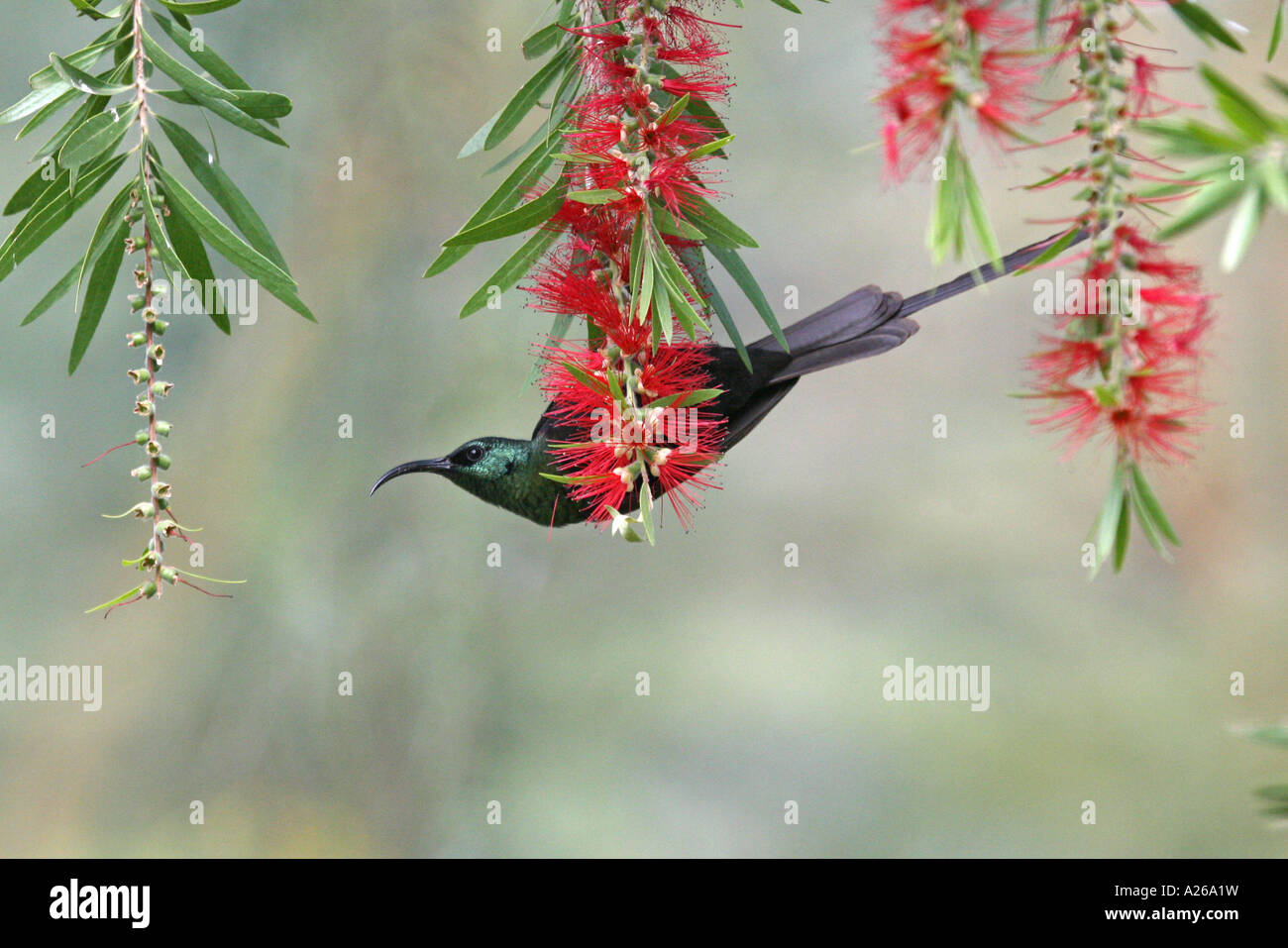 Marico Sunbird - Cinnyris mariquensis Stock Photo - Alamy