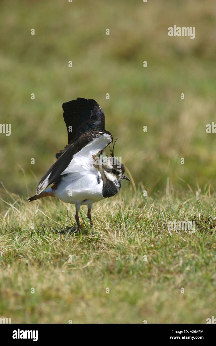 Lapwing Vanellus vanellus preening its feathers standing on the ground ...
