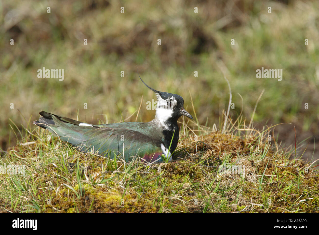 Lapwing uk nest hi-res stock photography and images - Alamy