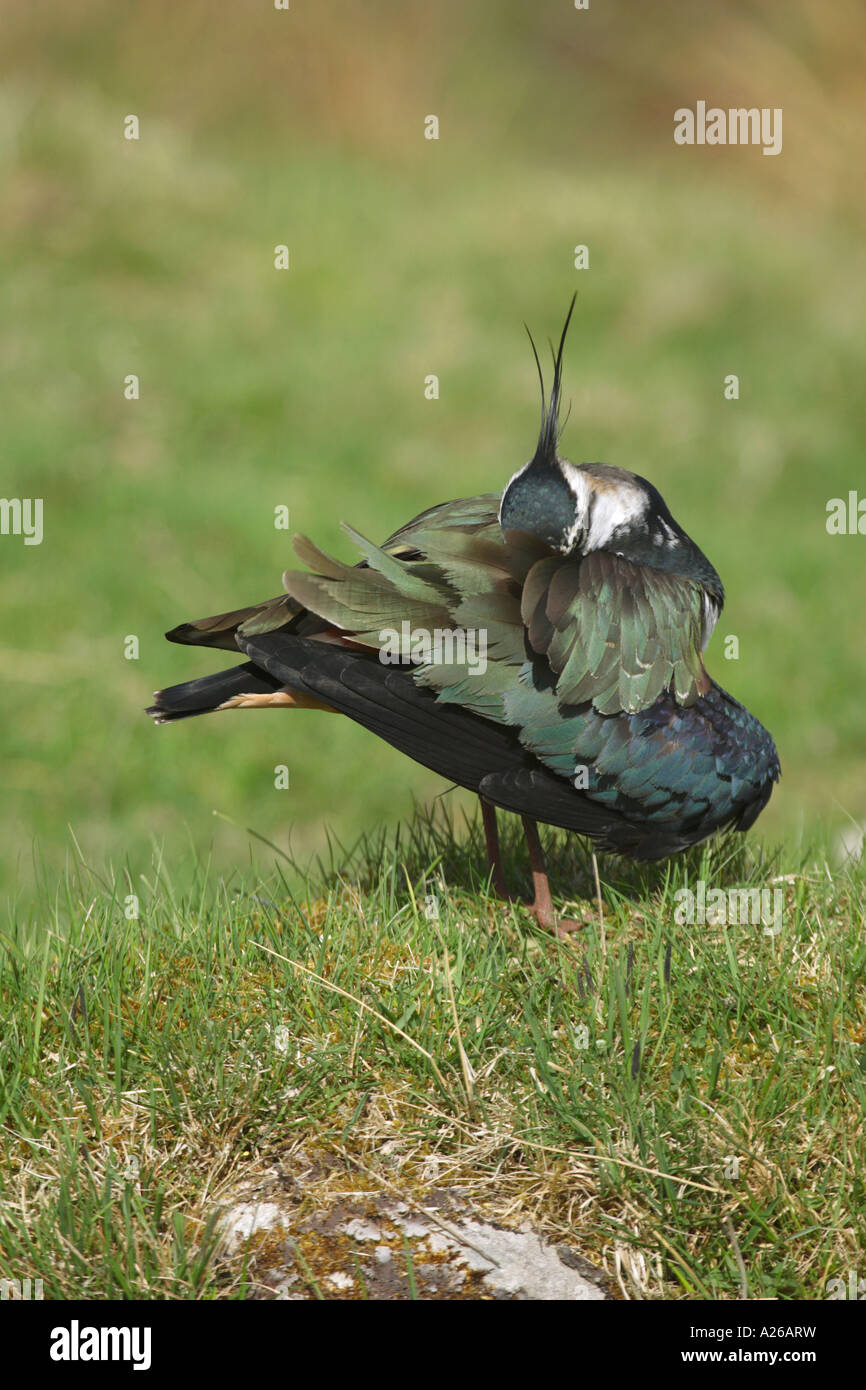 Lapwing Vanellus vanellus preening its feathers on the ground in a ...