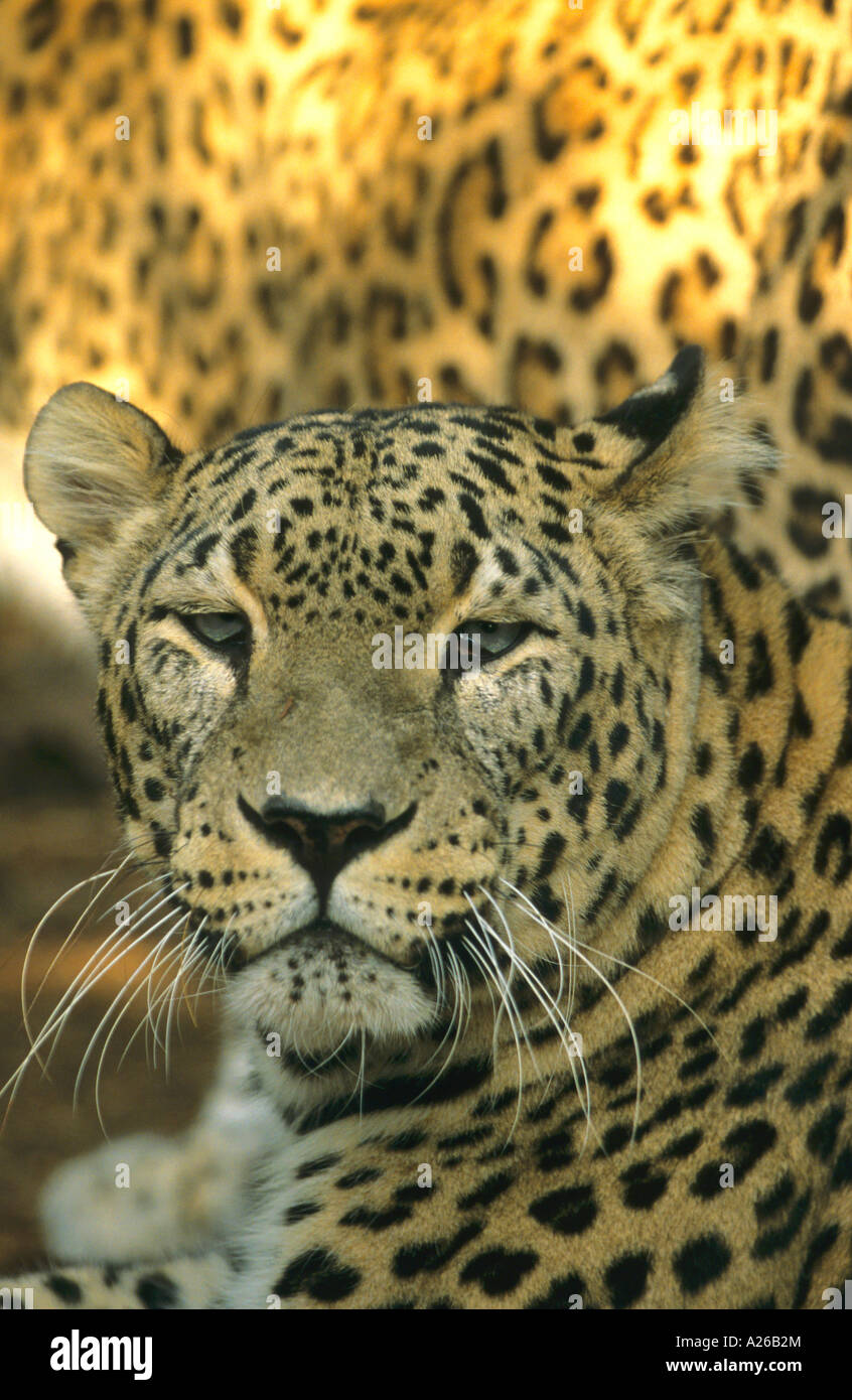 Leopard Persian Panthera pardus lying on the ground and looking ...
