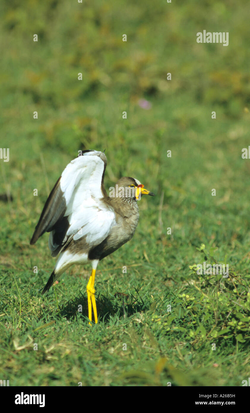 Yellow Wattled Plover Vanellus senegallus standing on the groung and ...