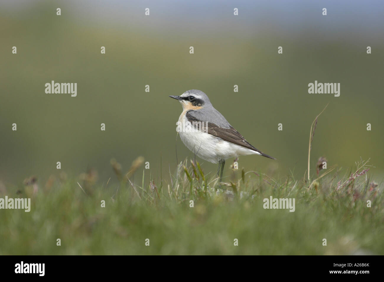 Small ground dwelling bird hi-res stock photography and images - Alamy