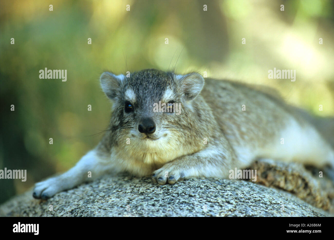 Rock hyrax paw hi-res stock photography and images - Alamy