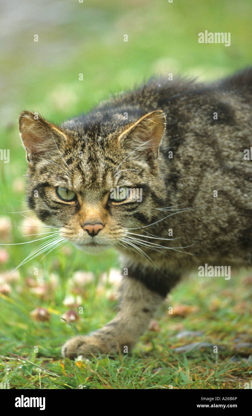 Scottish wildcat Felis silvestris walking into the camera and staring ...