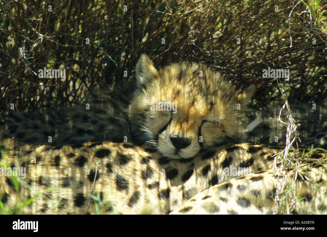 Cheetah Acinonyx jubatus cub kitten sleeping on its mother by resting ...