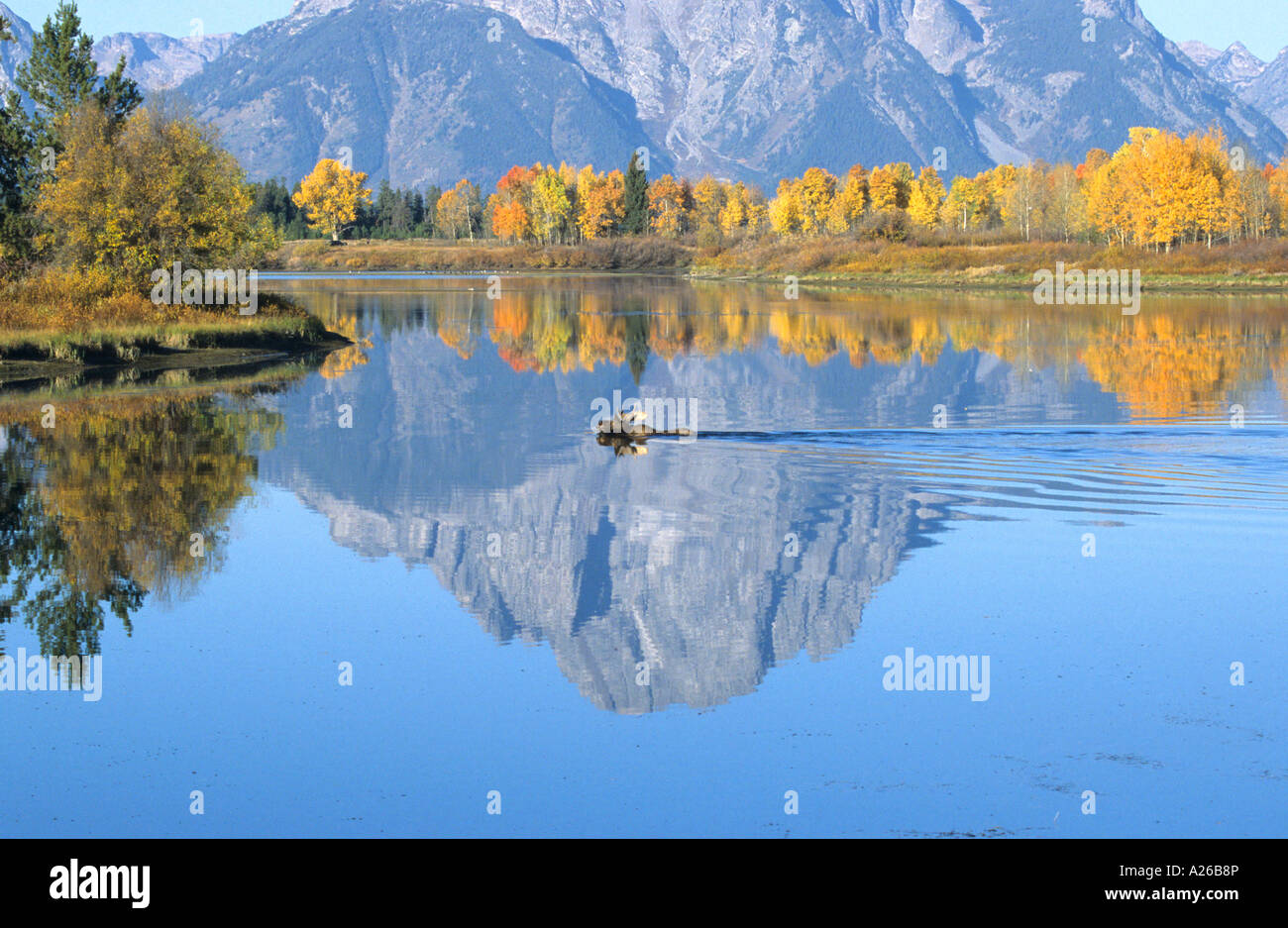 Moose Alces alces swimming across the Snake River at Oxbow Bend in the ...