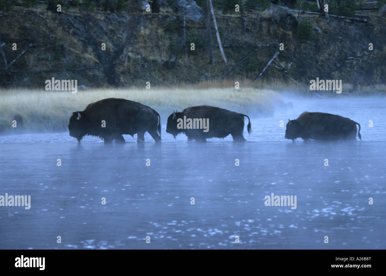 Bison Bison bison line of three bison crossing a river in the early ...