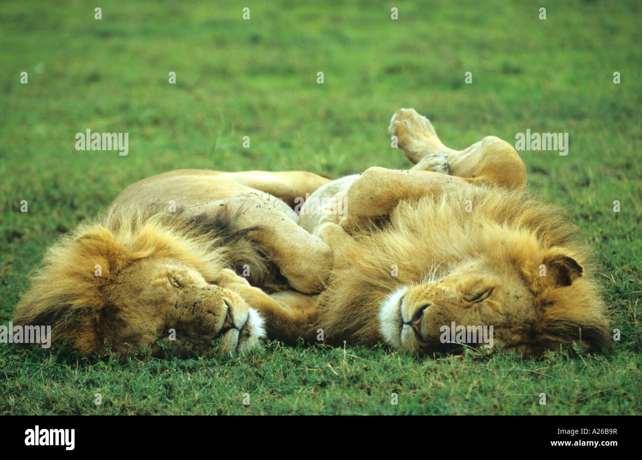 Lion Panthera leo A pair of male african lions lying on the ground ...