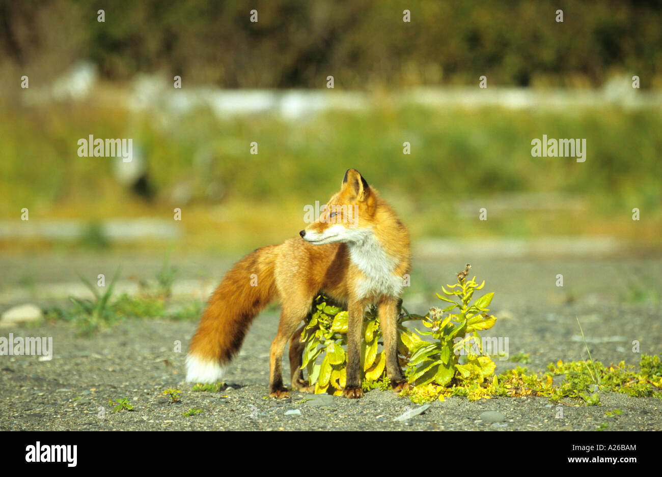 Fox looking over shoulder hi-res stock photography and images - Alamy