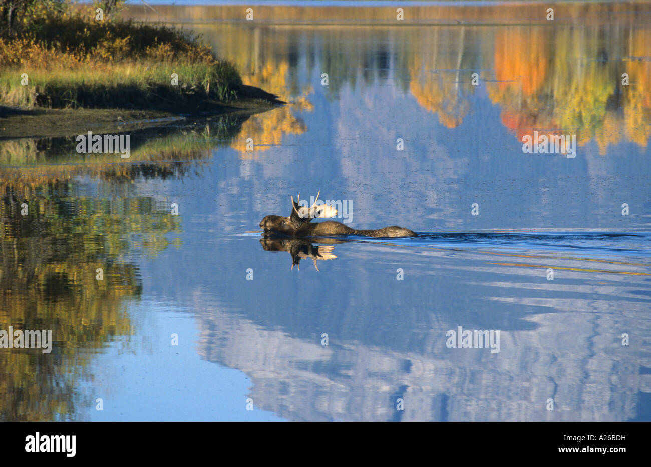 Moose Alces alces swimming across the Snake River at Oxbow Bend in the ...