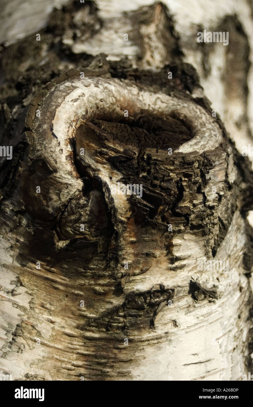 Knot in tree Stock Photo - Alamy