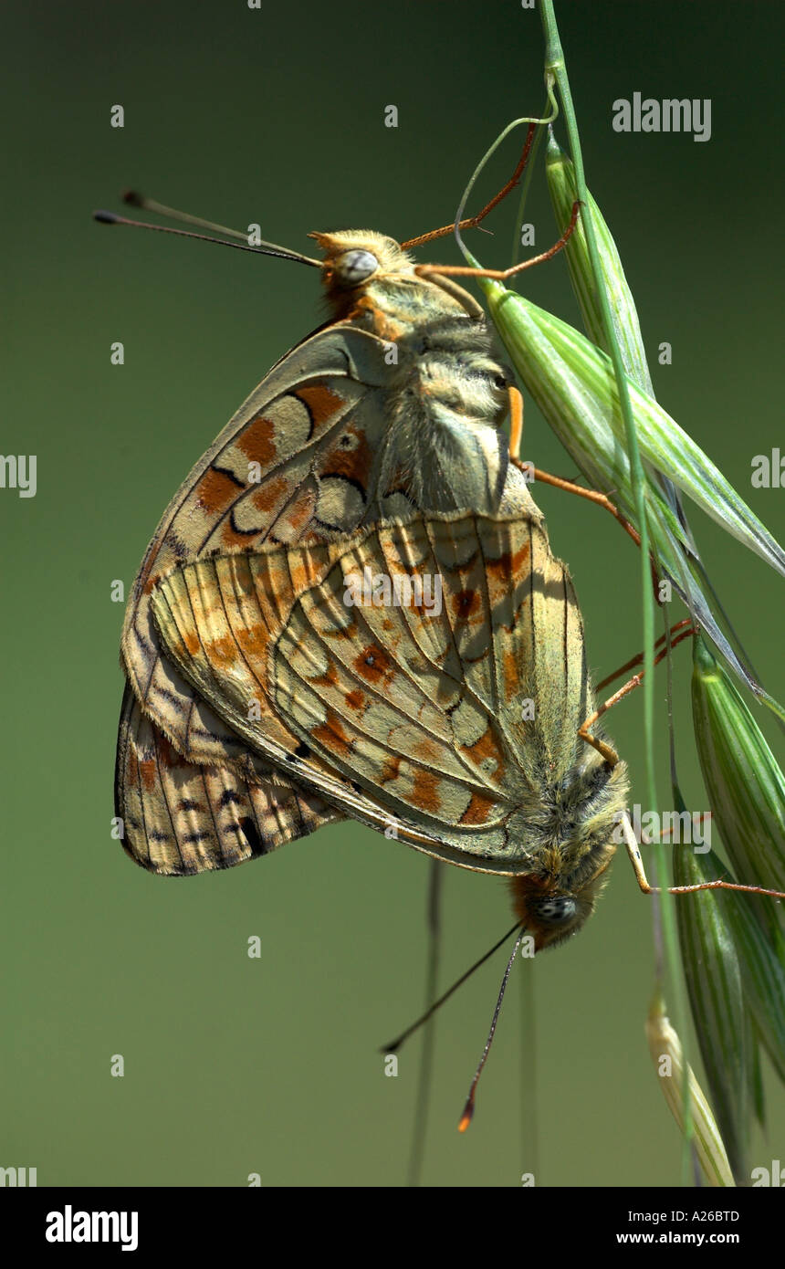 Niobe Fritillary Butterfly Argynnis niobe pair mating Provence France ...