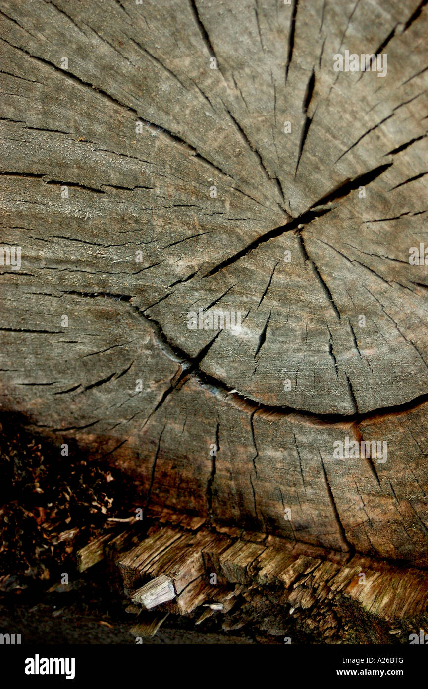 Cross section of tree Stock Photo - Alamy