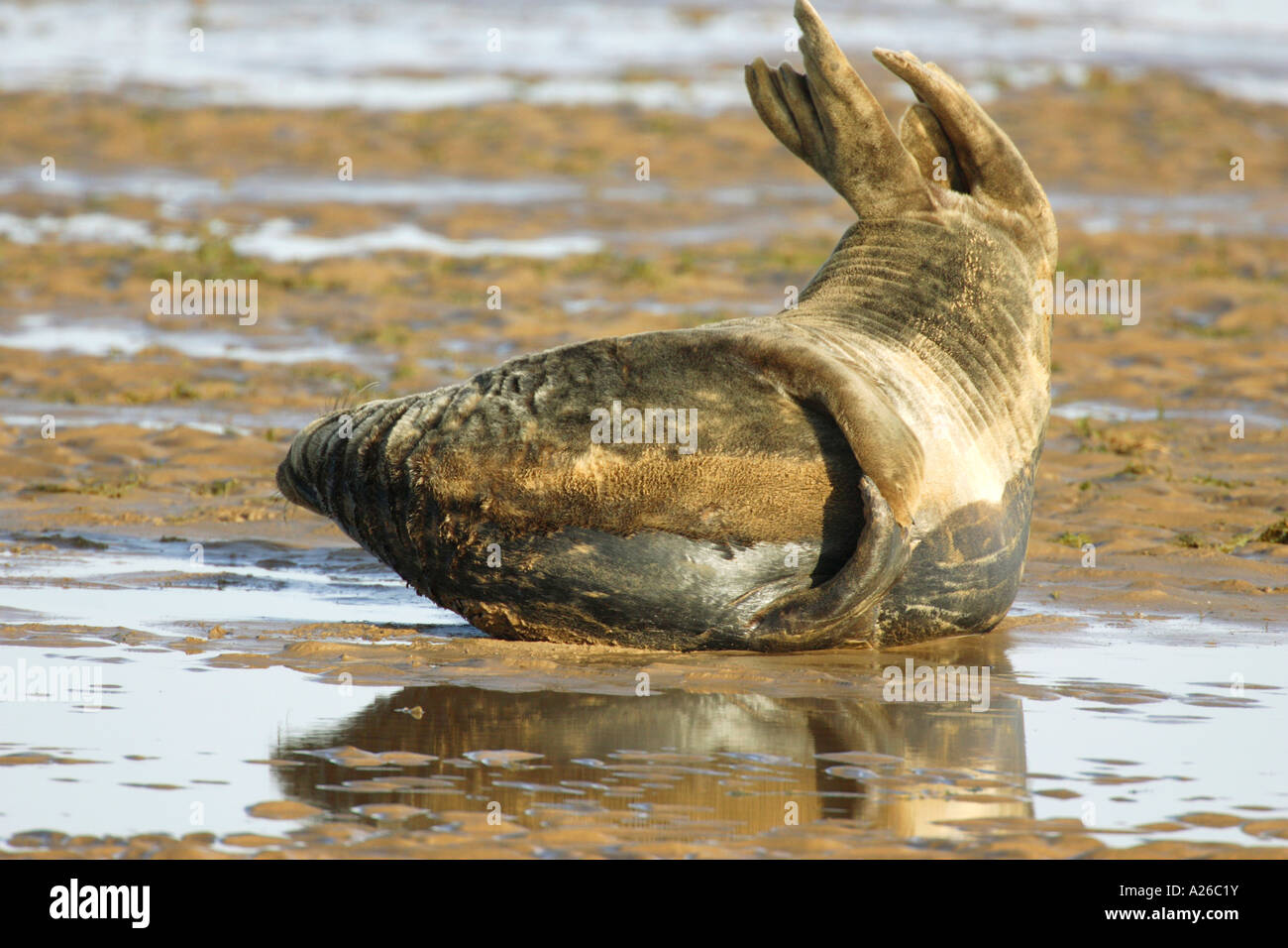Grey Seal Halichoerus grypus stretching and making an unusual shape ...