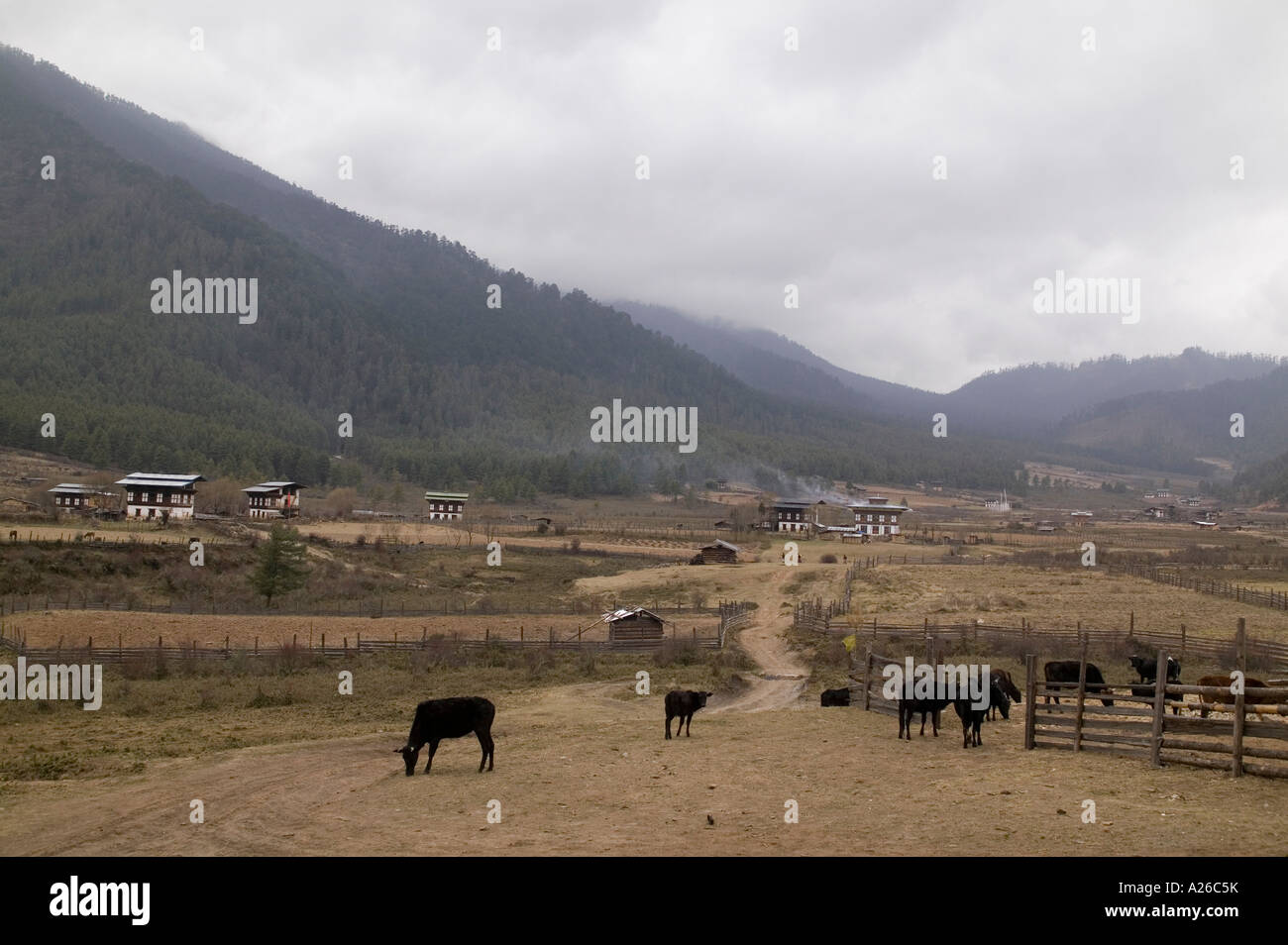 Cows in a quaint mountain town Phobjeca Valley Bhutan Stock Photo - Alamy