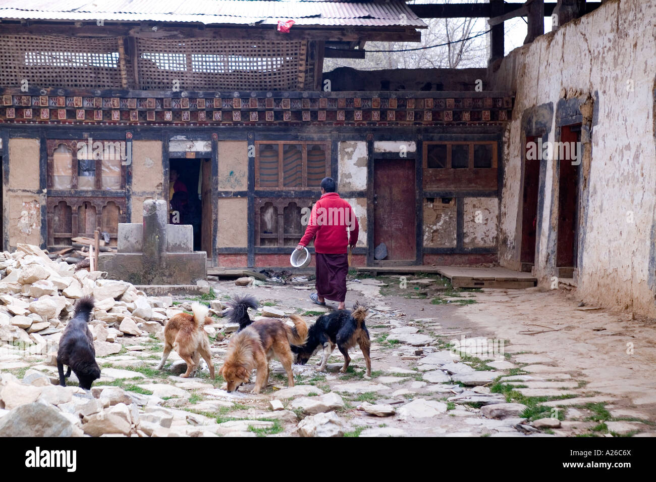 A monk feeds wild dogs at the Gangtey Gompa monastery in Bhutan Stock ...