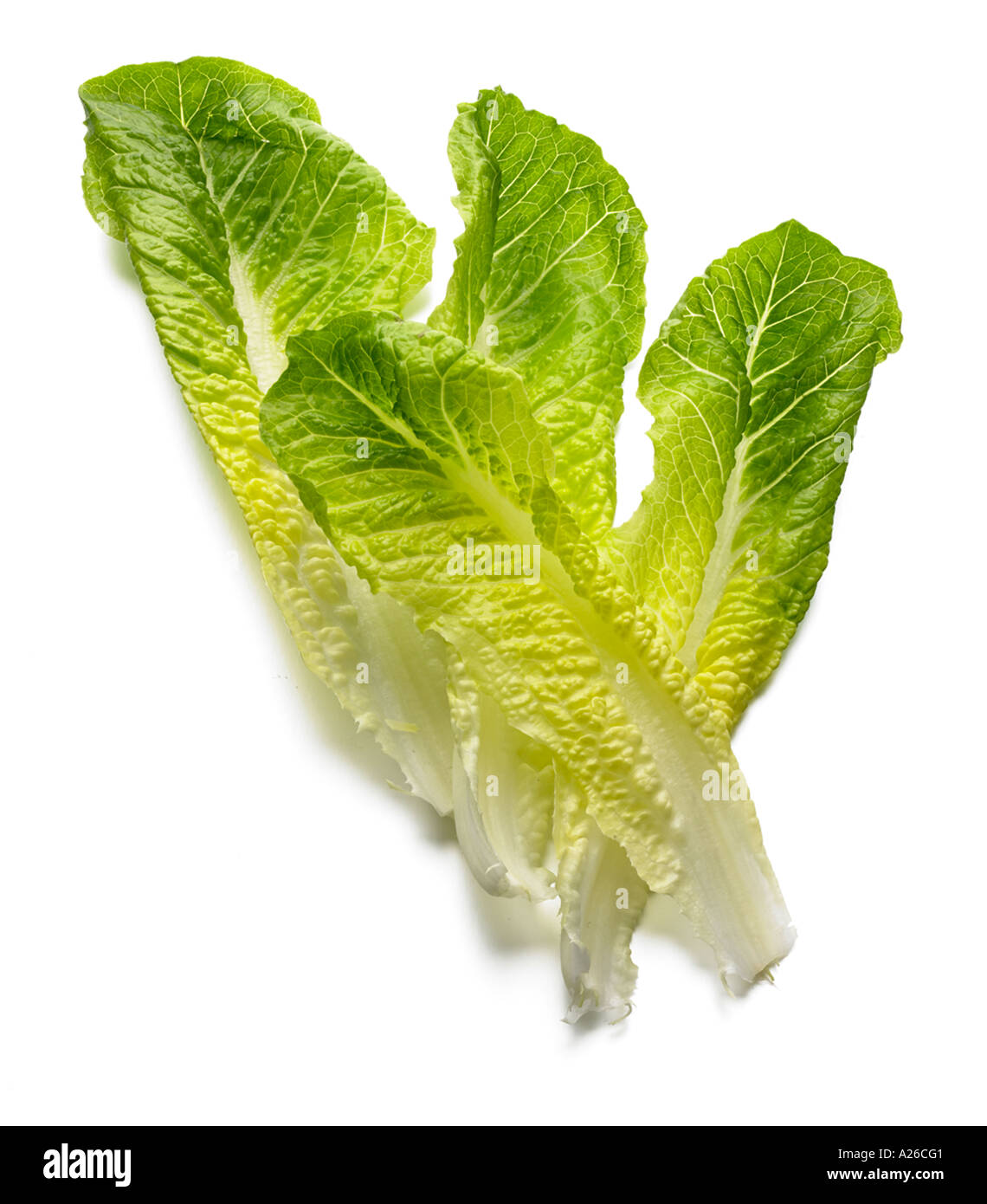 Washed romaine lettuce hi-res stock photography and images - Alamy