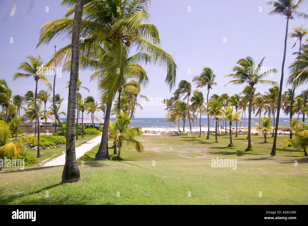 Palm trees at one of the resorts in Nevis Stock Photo - Alamy