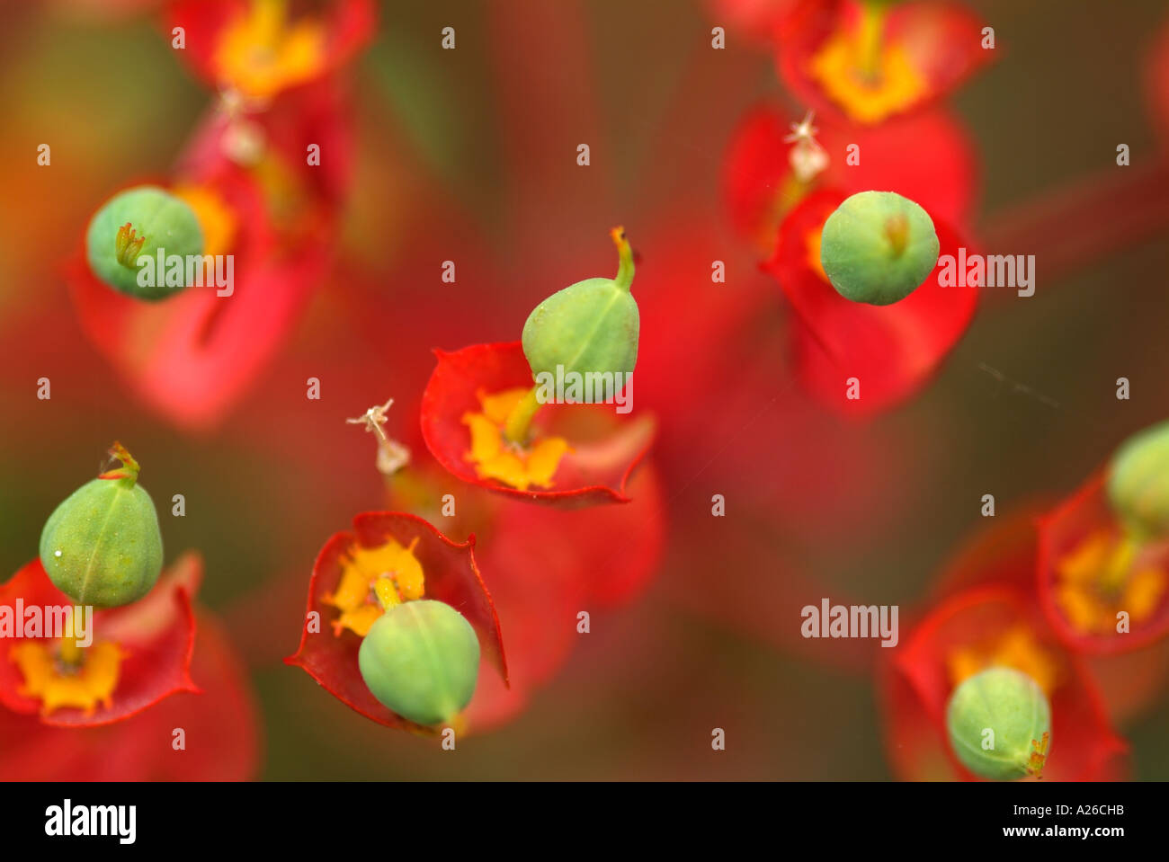 Abstract of seed pods of plant green and red colours Provence France ...