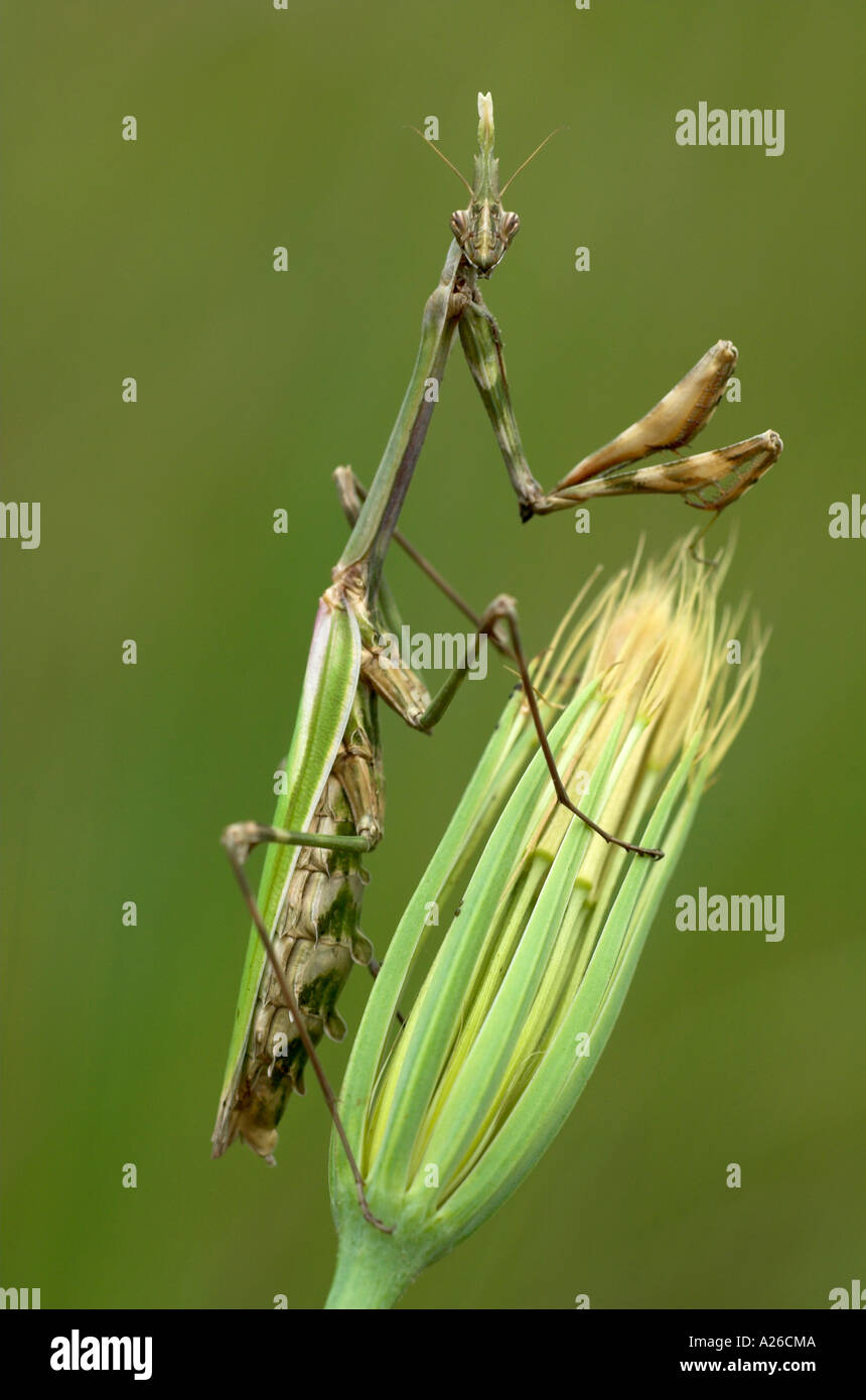 Praying Mantis Empusa pennata in striking position Provence France ...
