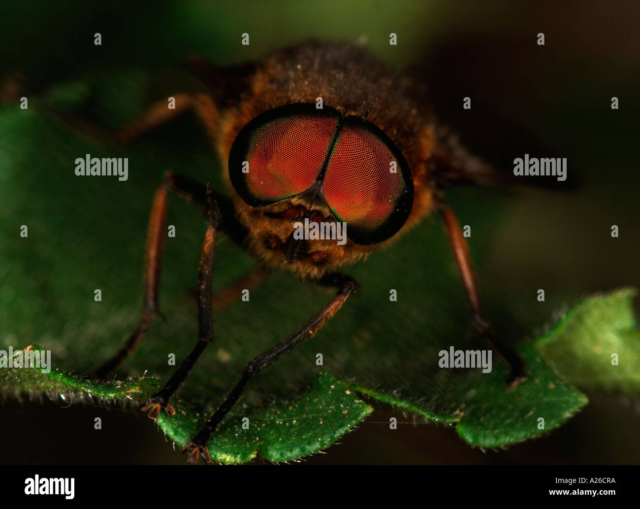 Large fly compound eyes hi-res stock photography and images - Alamy