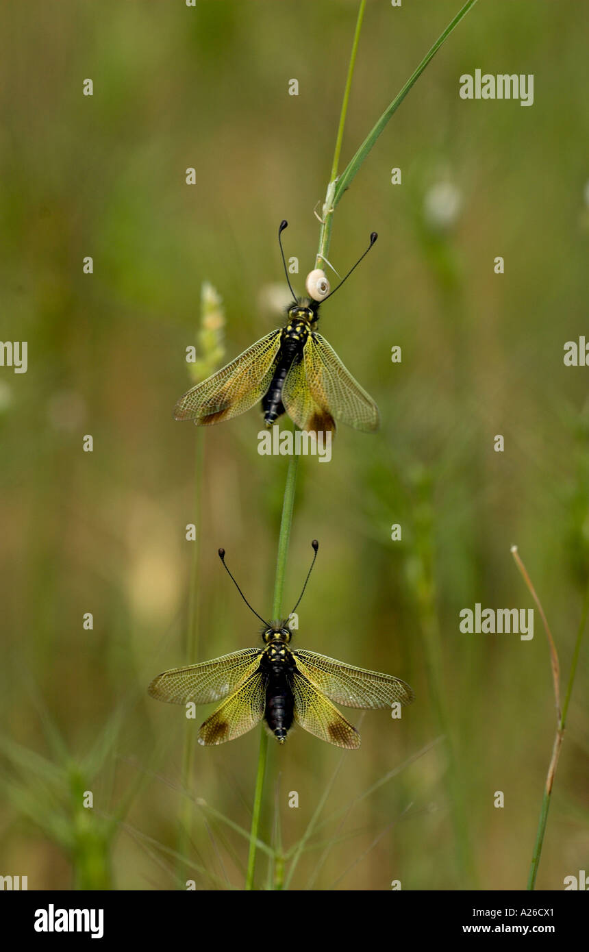 Ascalaphid Libelloides ictericus pair on grass stem Provence France ...