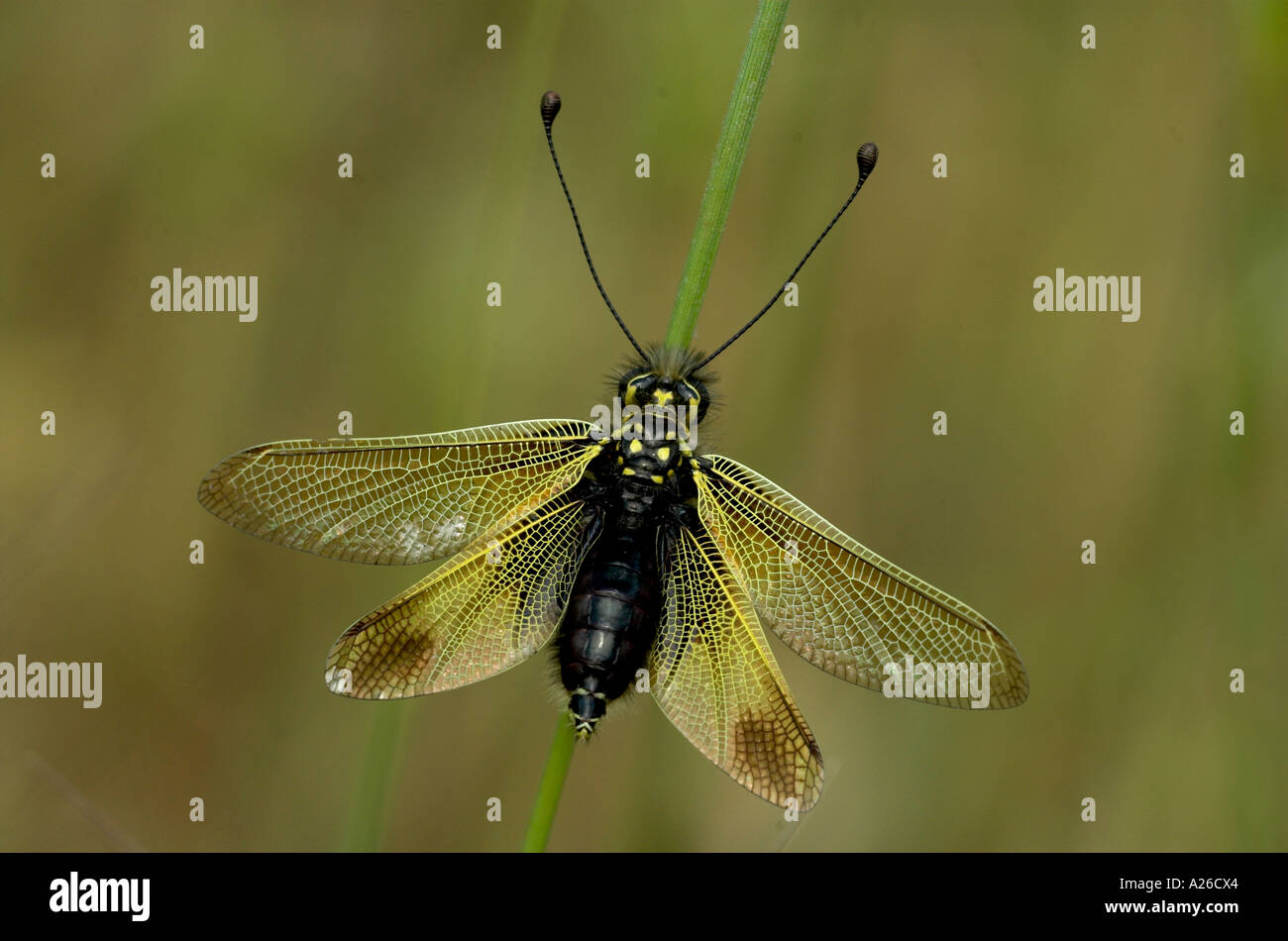 Ascalaphid hi-res stock photography and images - Alamy