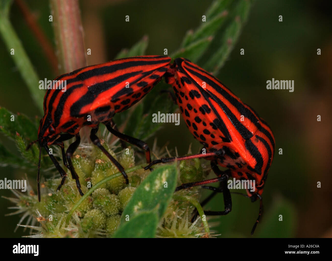 Minstral bug hi-res stock photography and images - Alamy