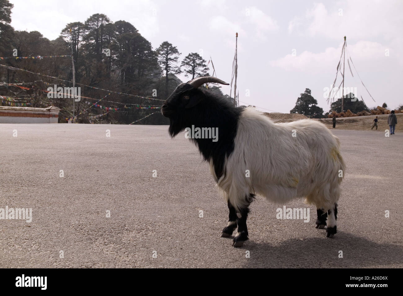 A billy goat in the parking lot at the Dochula Pass in Bhutan Stock ...
