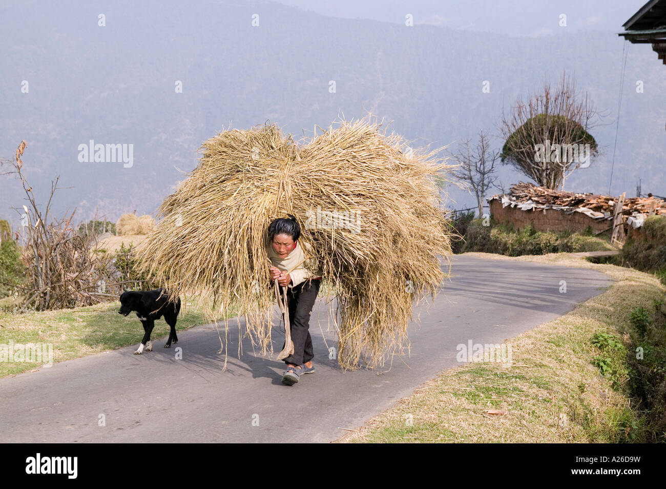 Load of hay hi-res stock photography and images - Alamy