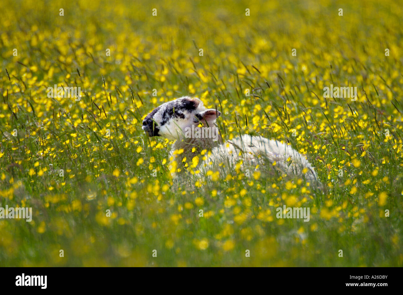 Spring uk lamb flowers hi-res stock photography and images - Alamy