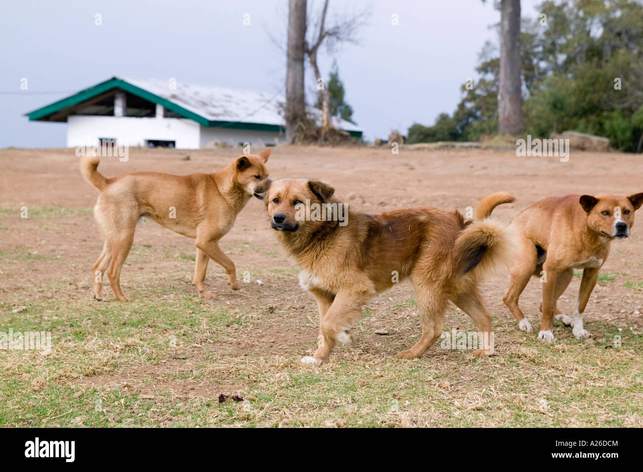Three wild dogs in Bhutan Stock Photo - Alamy