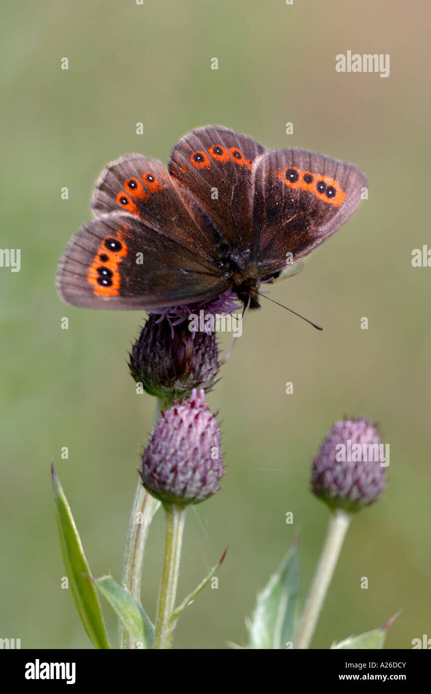 scotch argus erebia aethiops cairngorms national park highlands ...