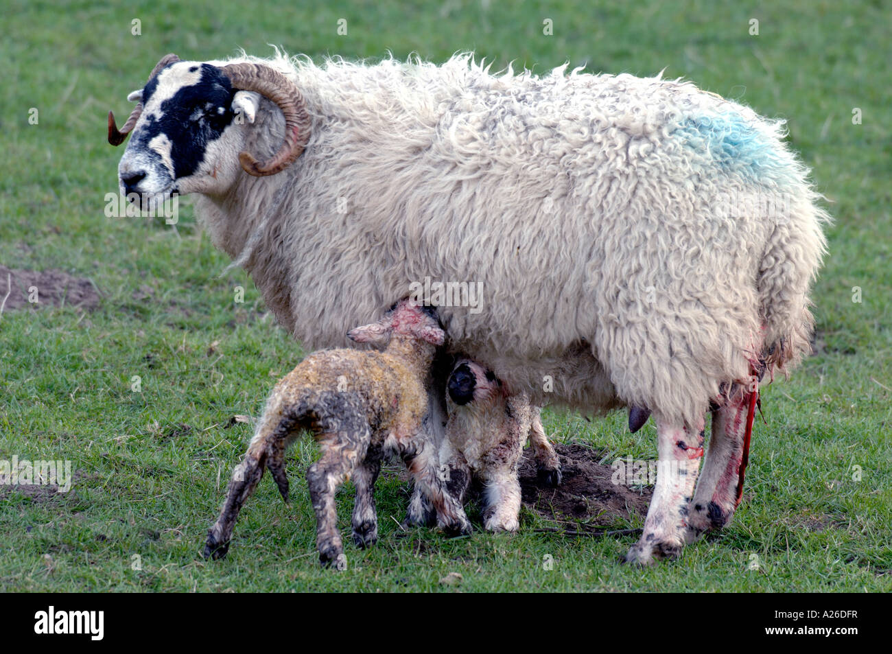 scottish blackface sheep broomhill highlands scotland april Stock Photo ...