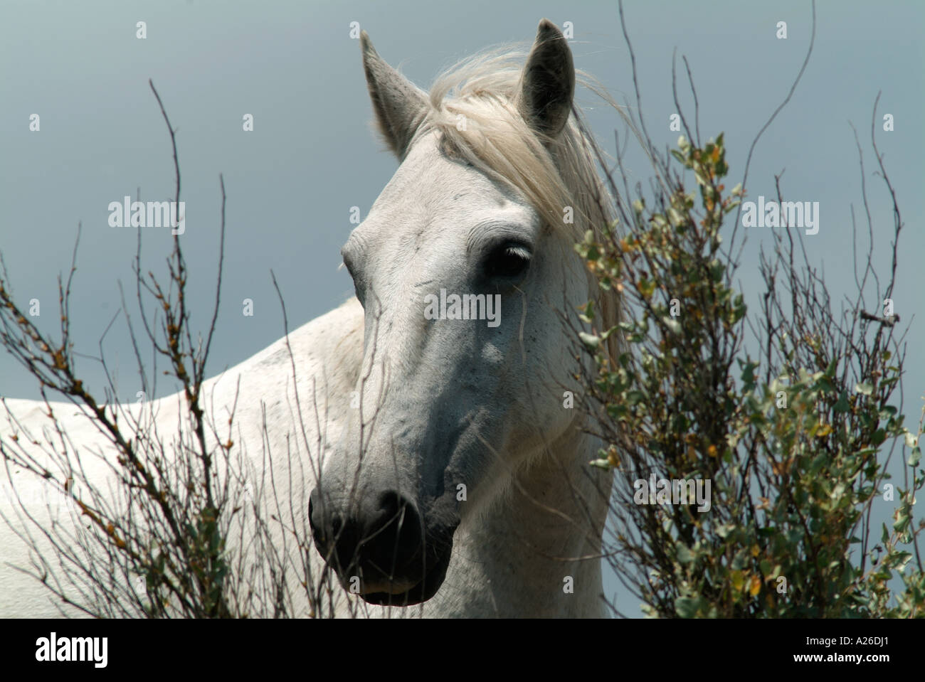 Camargue Pony Horse Equus caballus portrait of adult mane Provence ...