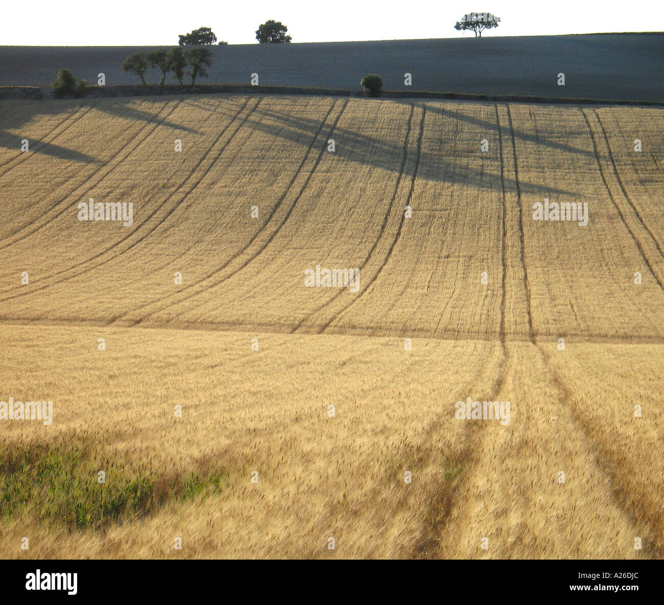 Corn Field Landscape in Andalucia Spain Stock Photo - Alamy