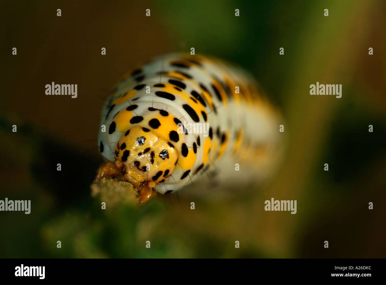 Mullein moth caterpillar Cucullia scrophulariae close up of head ...