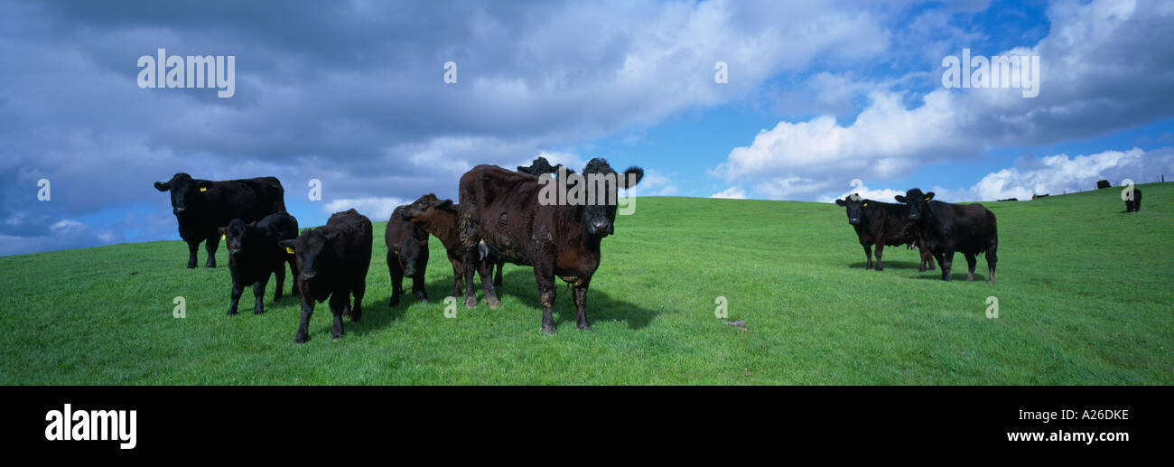 Black welsh cattle hi-res stock photography and images - Alamy