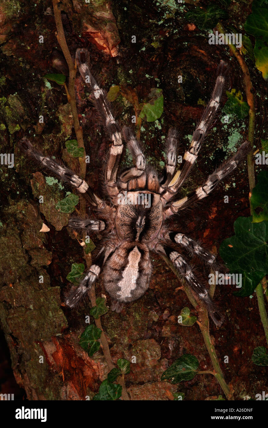 Indian ornamental spider Poecilotheria regalis India Stock Photo - Alamy